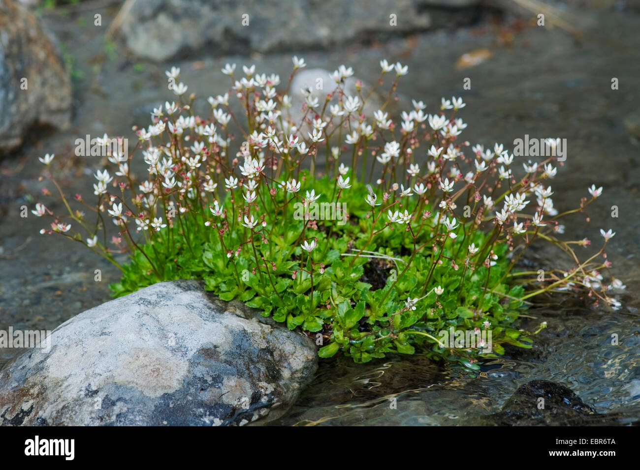 Starry saxifrage (Saxifraga stellaris), blooming on a rock, Germany ...