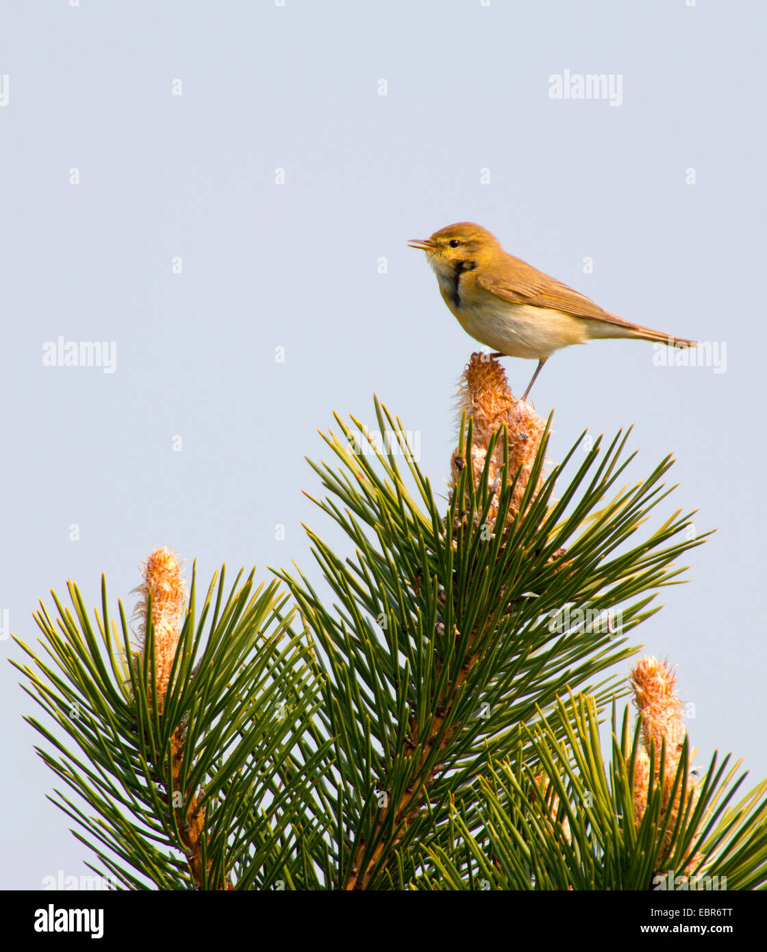 willow warbler (Phylloscopus trochilus), sitting on a pine branch ...