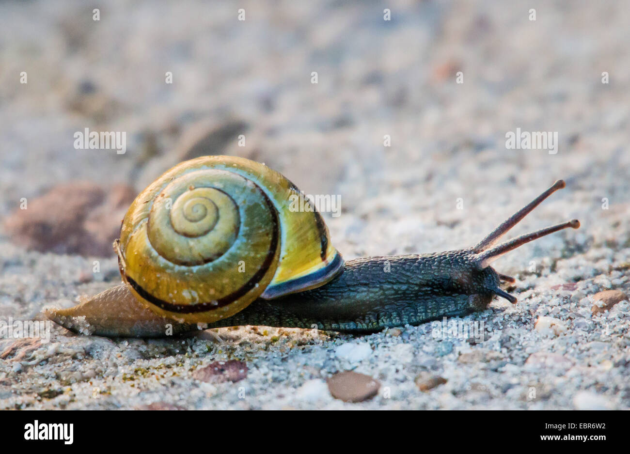 brown-lipped snail, grove snail, grovesnail, English garden snail ...