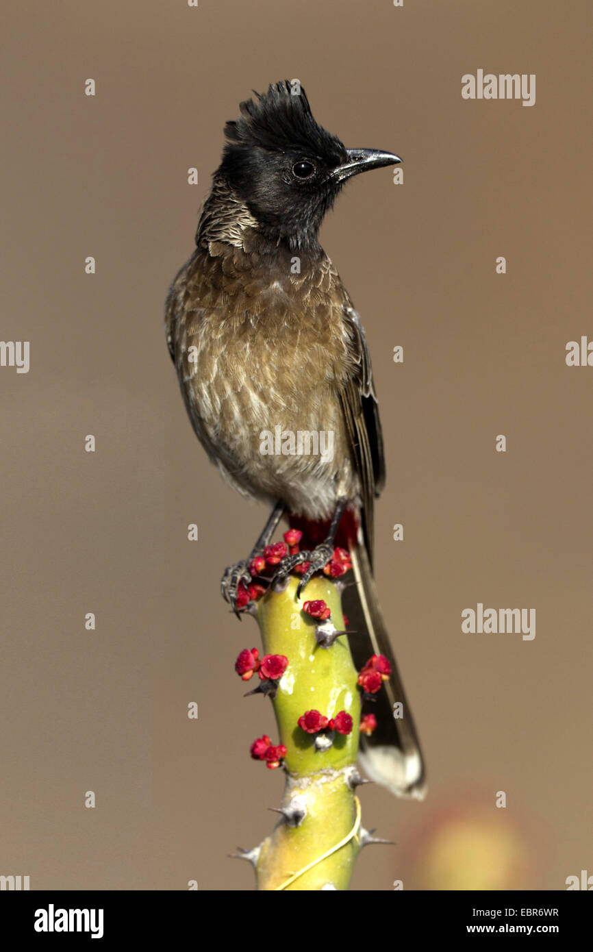 red-vented bulbul (Pycnonotus cafer), sitting on a spurge, India ...