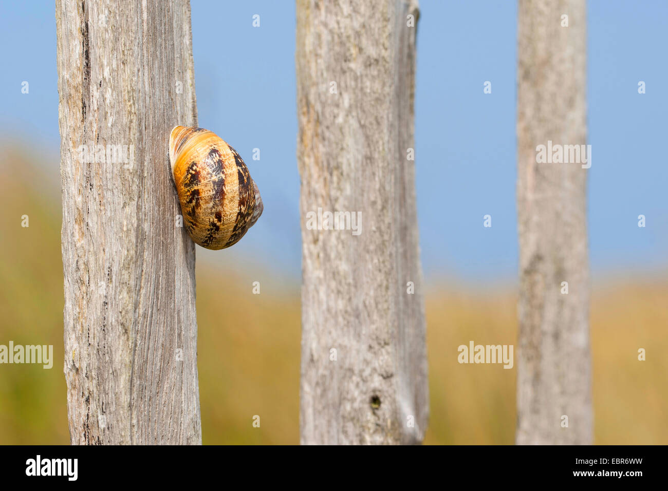 brown garden snail, brown gardensnail, common garden snail, European ...
