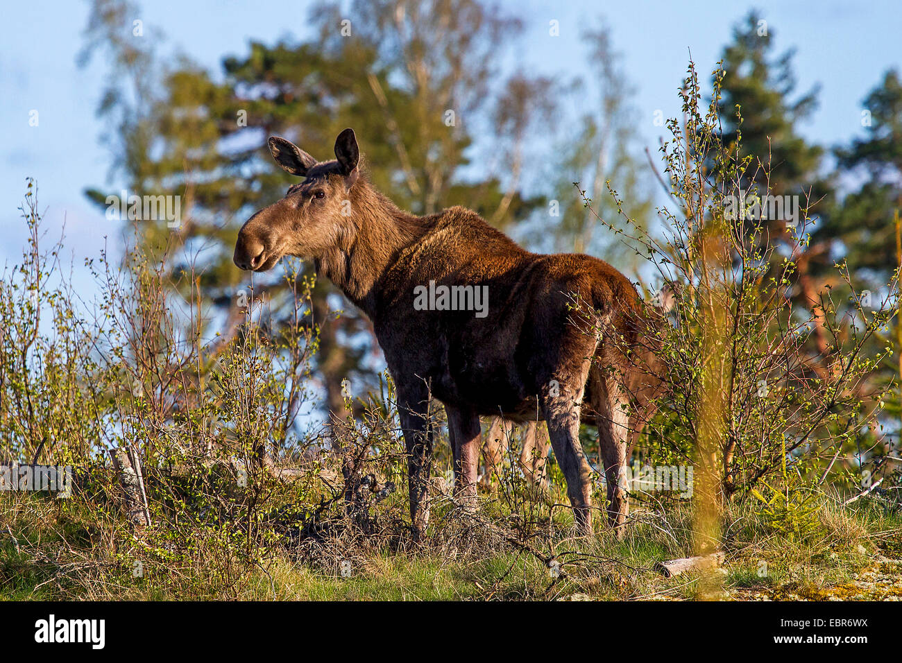 elk, European moose (Alces alces alces), cow elk standing in shrubbery ...