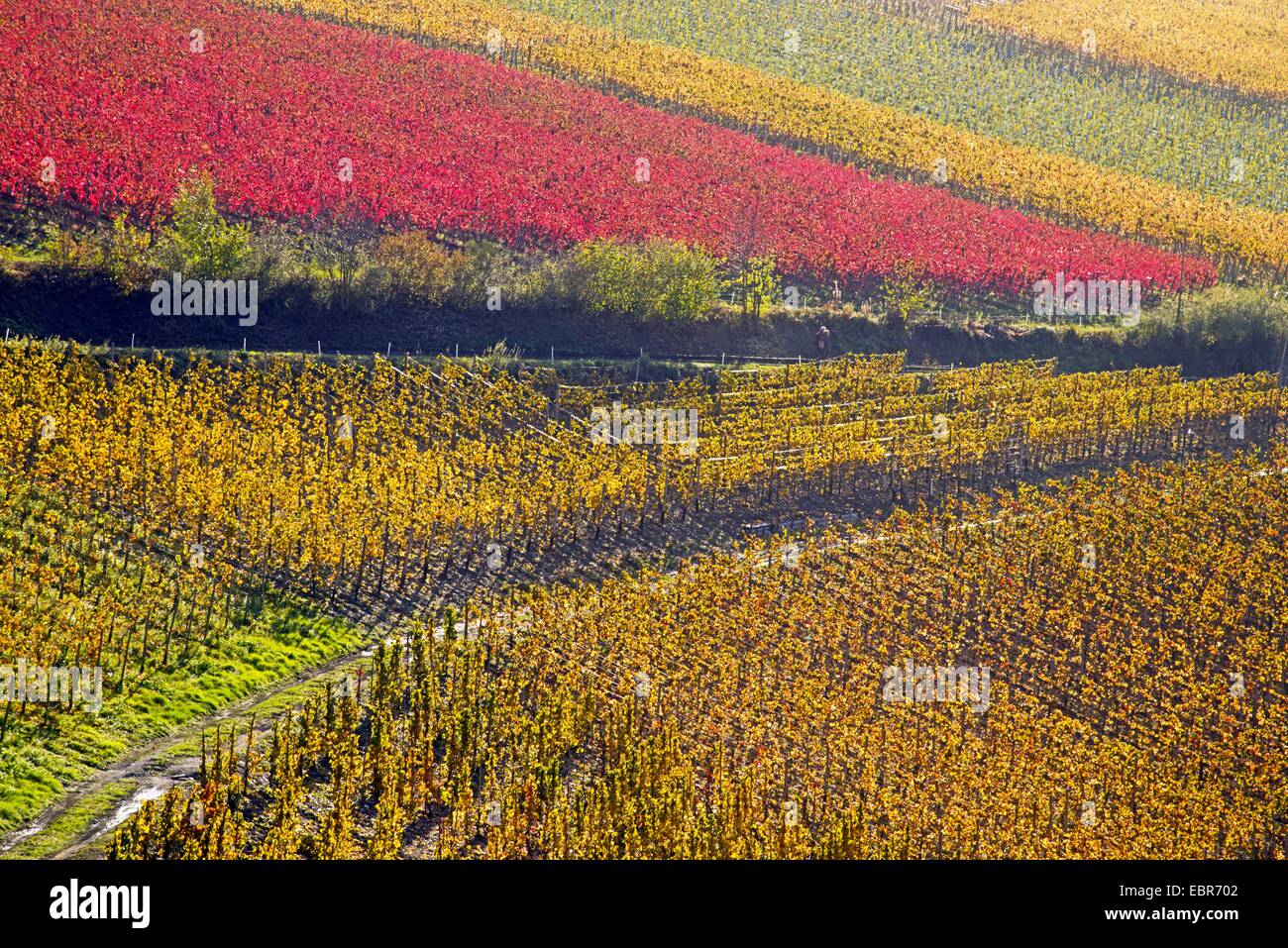 vineyards at the Ahr valley, Mayschoss at the Ahr valley, growing area ...