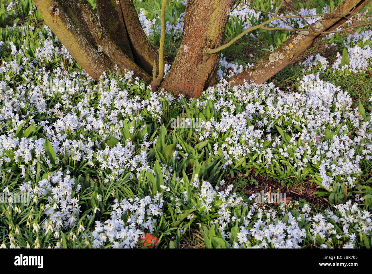 early scilla, white squill (Scilla mischtschenkoana, Scilla ...