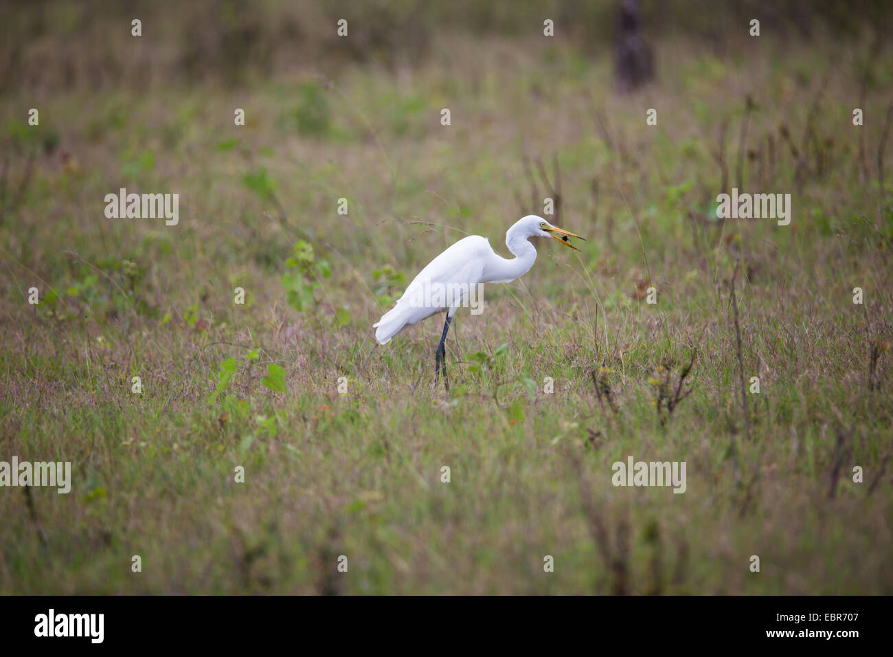 Egret profile india hi-res stock photography and images - Alamy