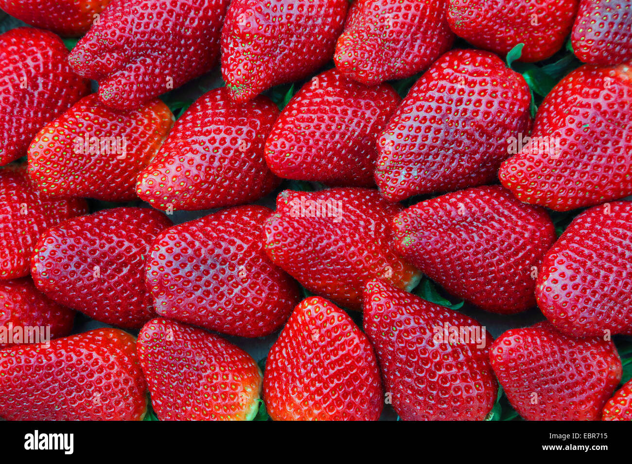 hybrid strawberry, garden strawberry (Fragaria x ananassa, Fragaria ...