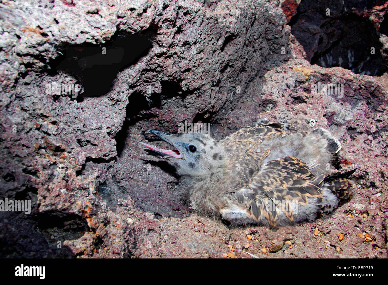 Yellow Legged Gull (Larus michahellis) pullus or chick of about one ...