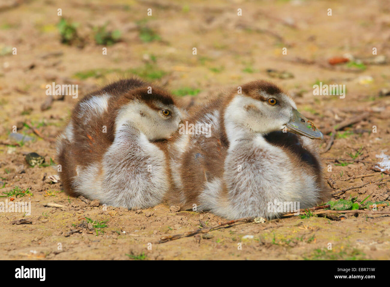 Two baby egyptian geese hi-res stock photography and images - Alamy