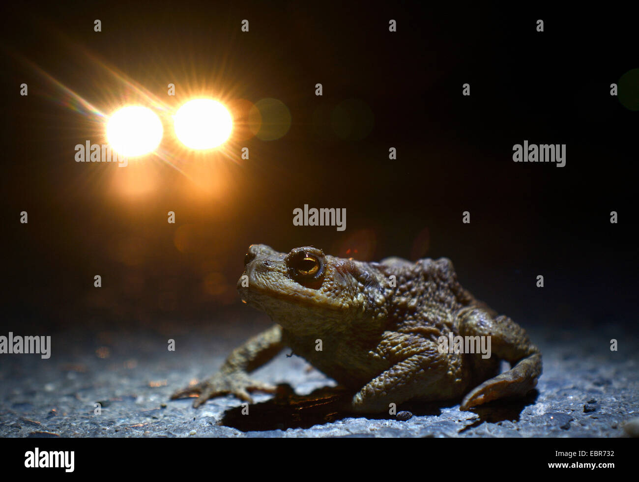 Toad crossing hi-res stock photography and images - Alamy
