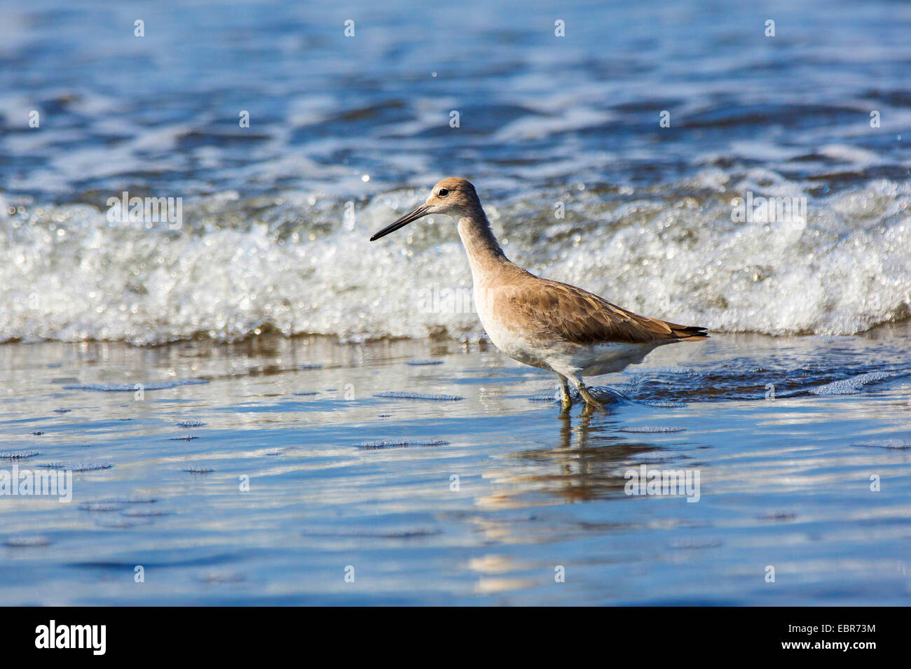 Food in the swash zone hi-res stock photography and images - Alamy