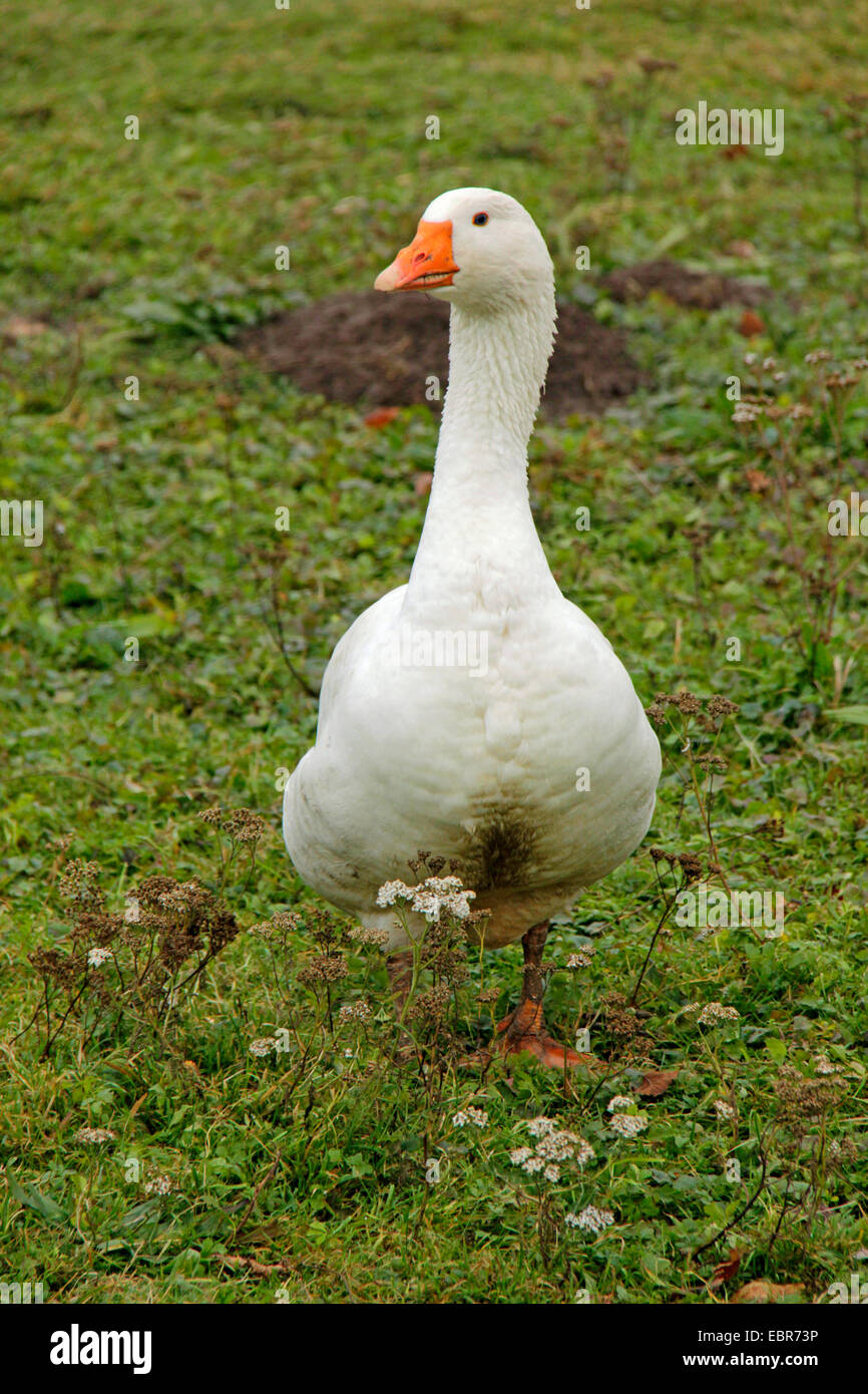 domestic goose (Anser anser f. domestica), in a meadow, Germany ...