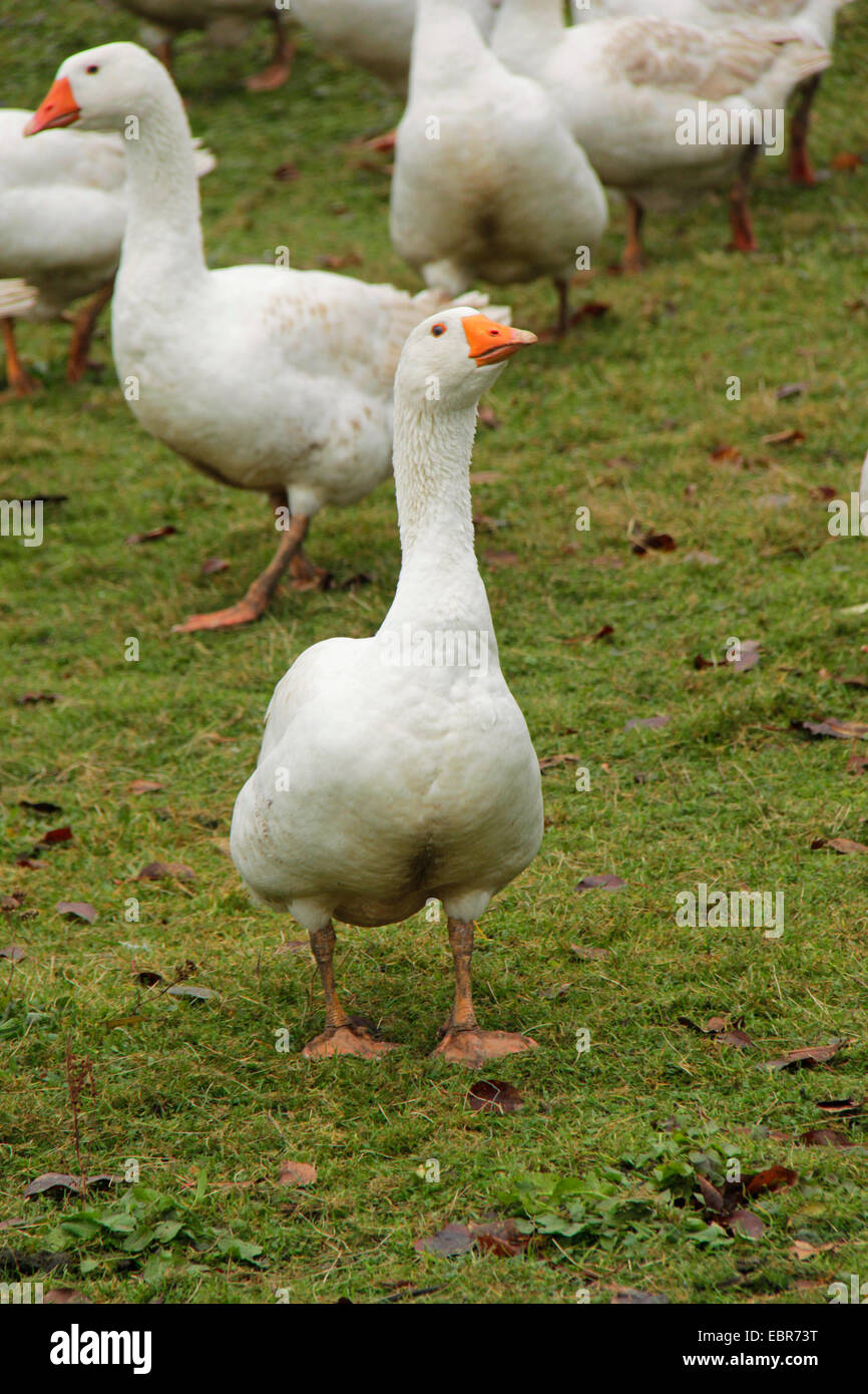 Domestic geese hi-res stock photography and images - Alamy