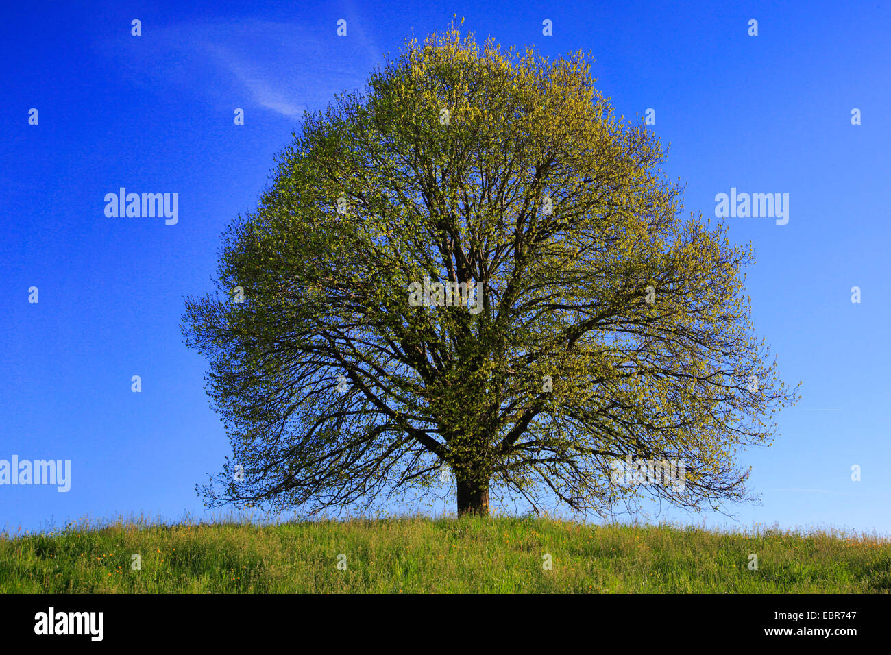 basswood, linden, lime tree (Tilia spec.), free-standing lime tree ...