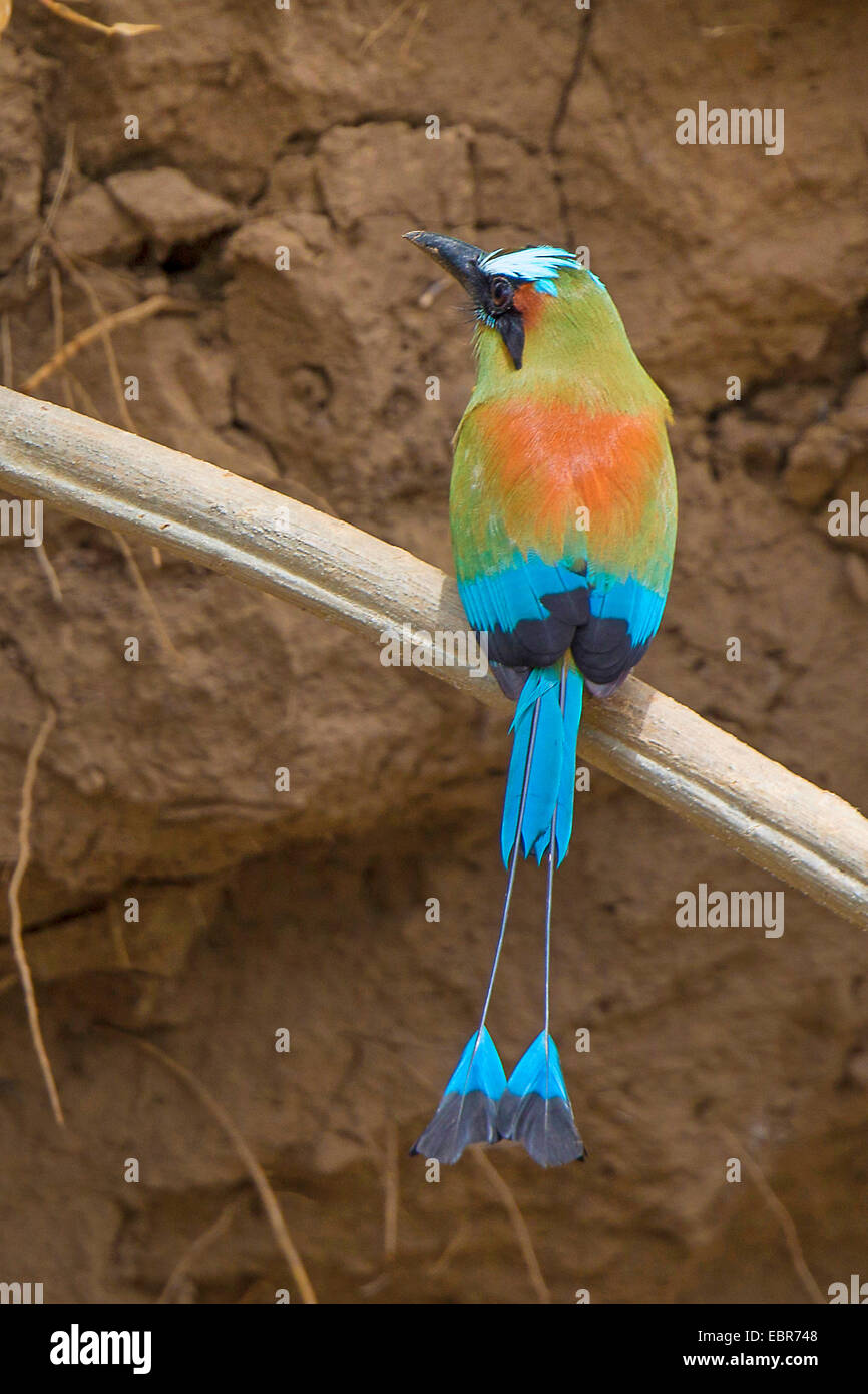 Turquoise-browed motmot (Eumomota superciliosa), sitting on a branch in ...