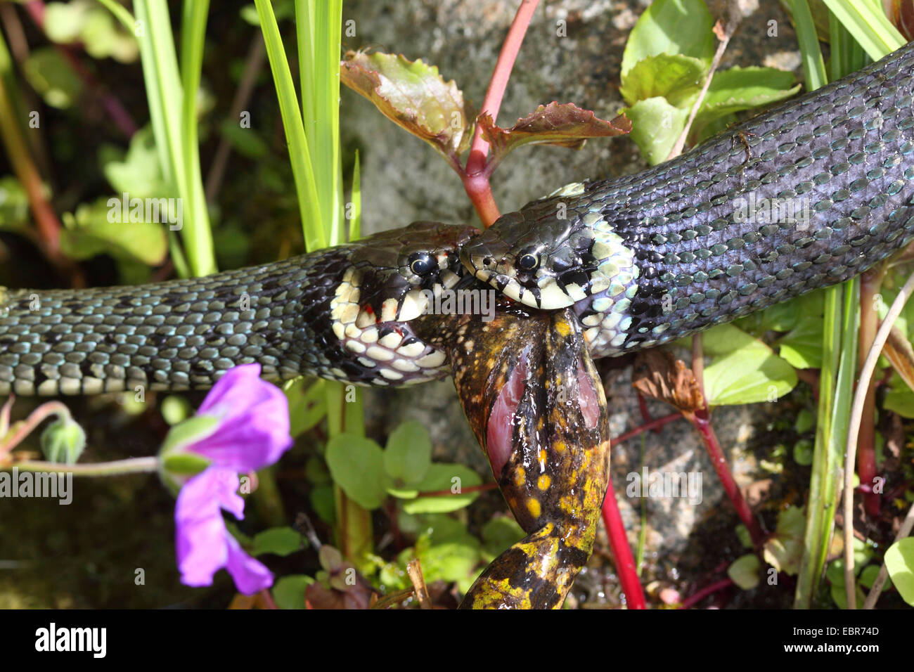 grass snake (Natrix natrix), series picture 7, two snakes fighting for ...