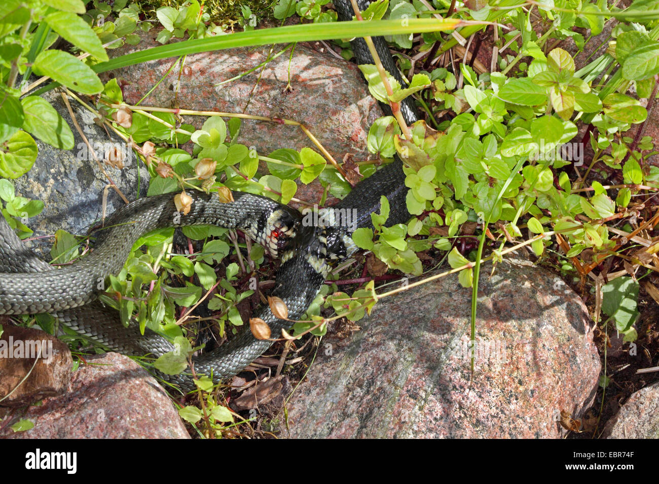 grass snake (Natrix natrix), series picture 1, three snakes fighting ...