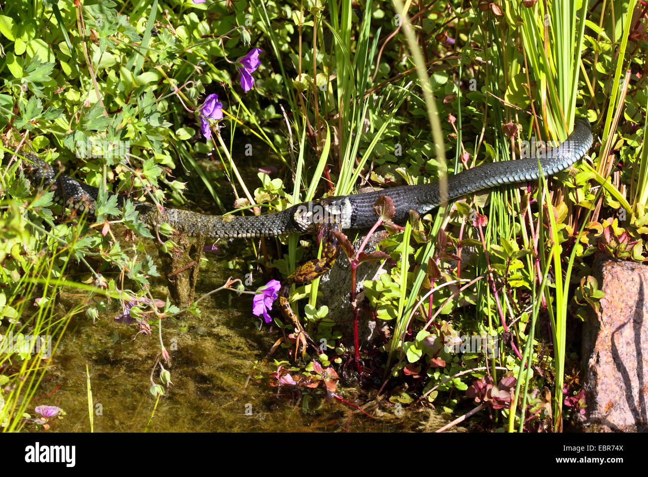 grass snake (Natrix natrix), series picture 9, two snakes fighting for ...