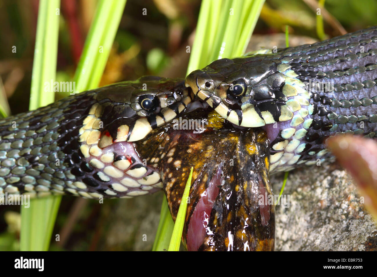 grass snake (Natrix natrix), series picture 10, two snakes fighting for ...