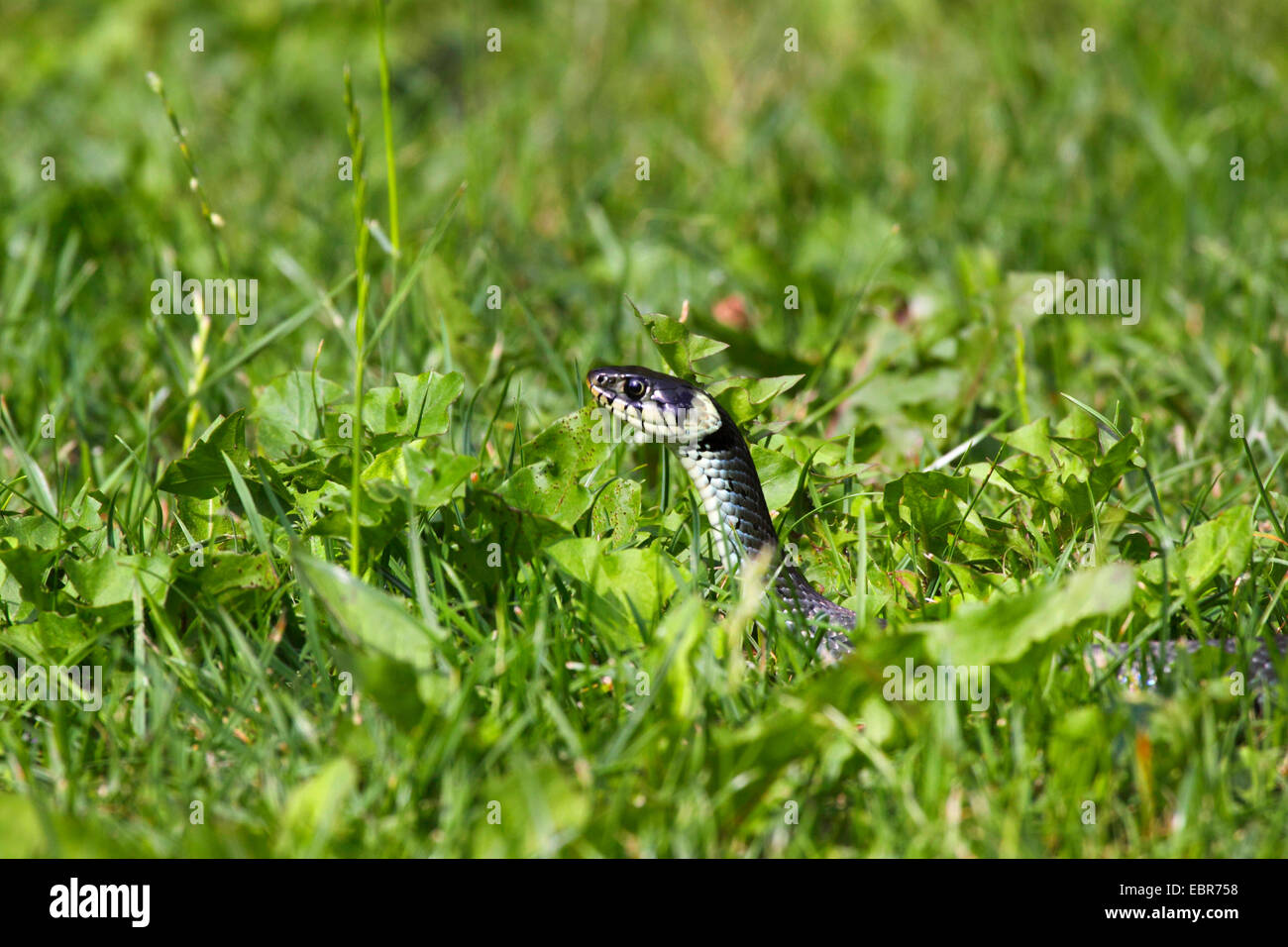 grass snake (Natrix natrix), hunting frogs in a meadow, Germany, Mecklenburg-Western Pomerania ...