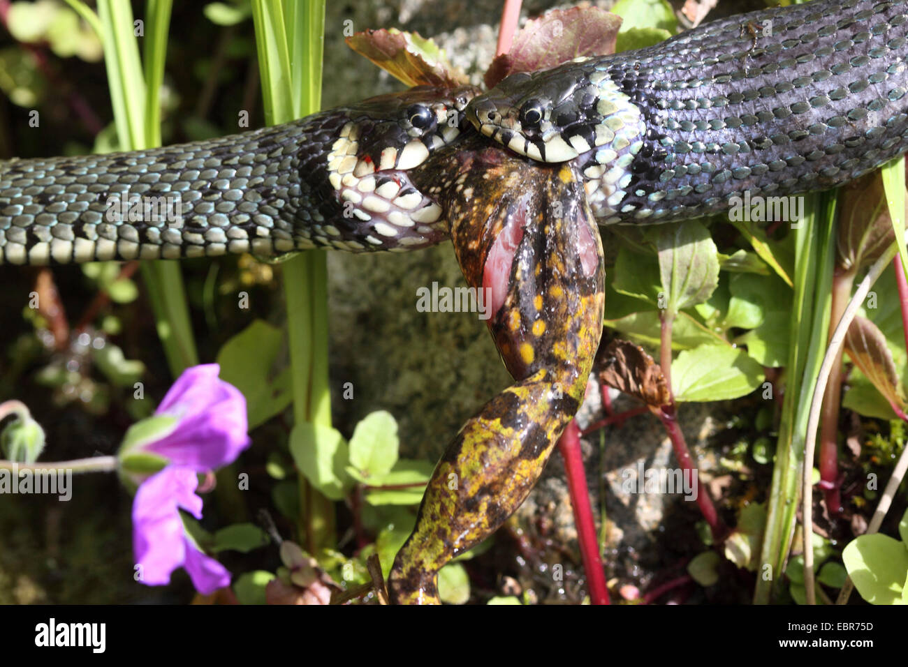 grass snake (Natrix natrix), series picture 8, two snakes fighting for ...