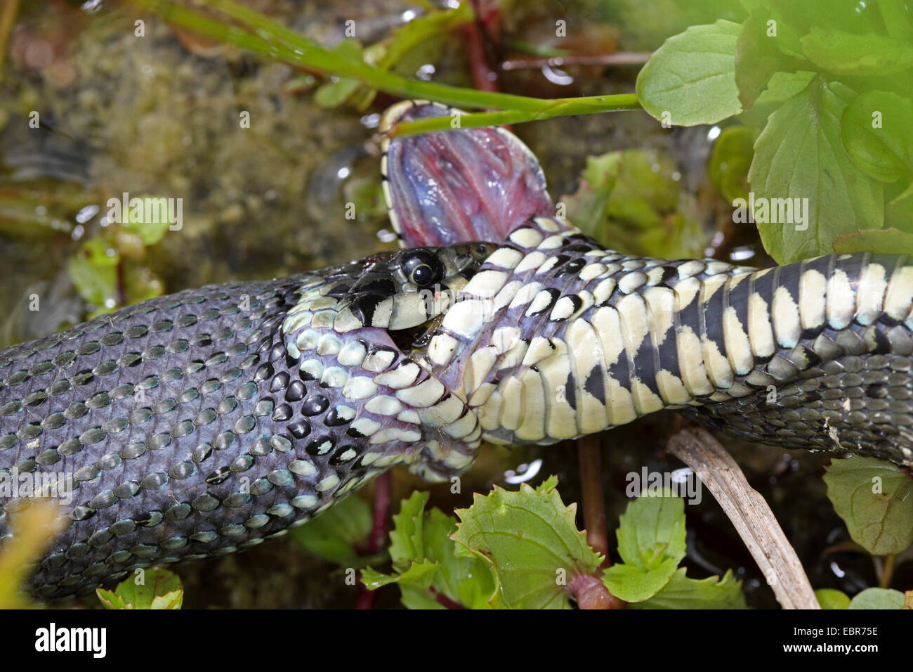grass snake (Natrix natrix), series picture 19, two snakes fighting for ...