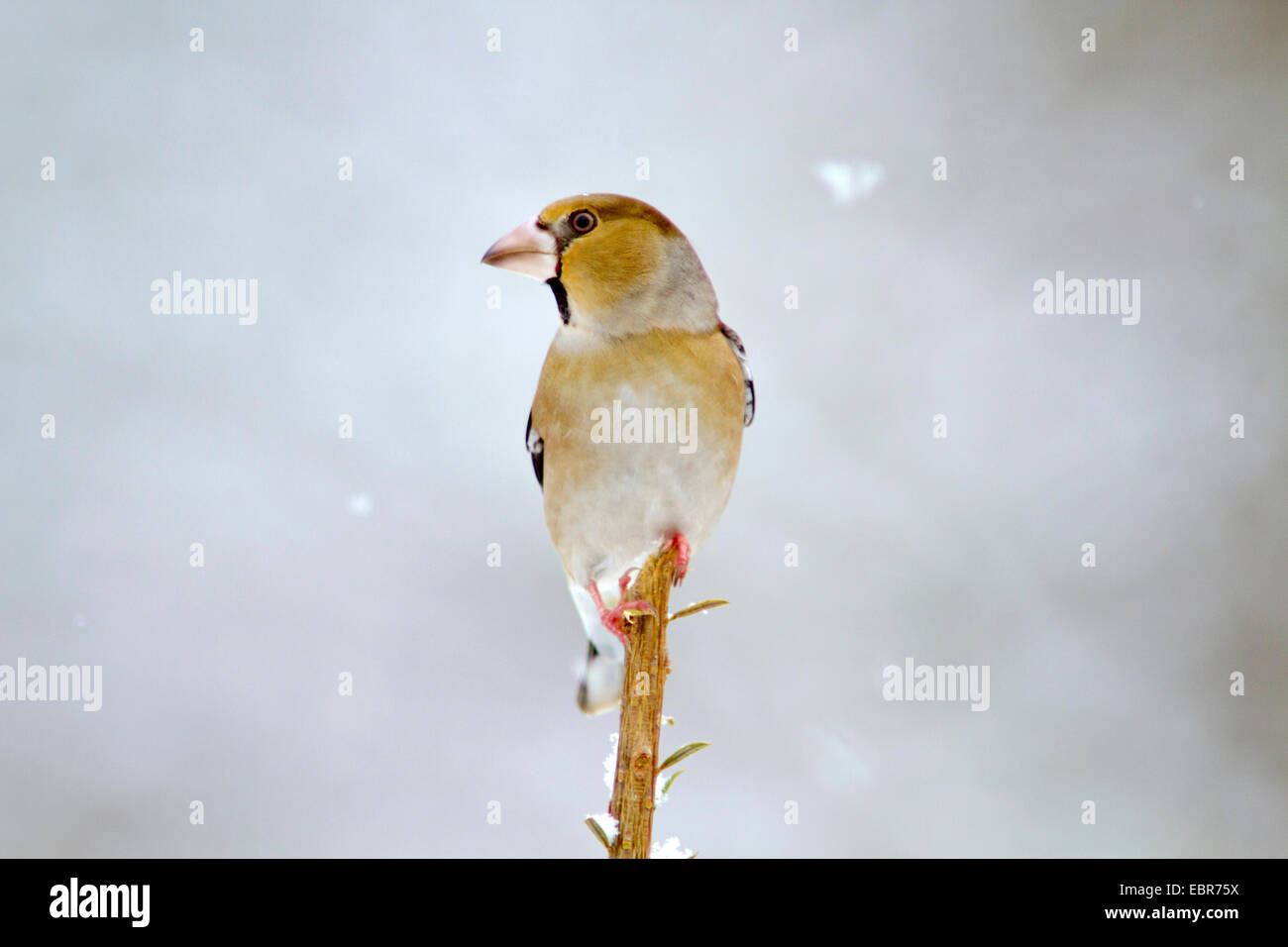 Hawfinch female hi-res stock photography and images - Alamy