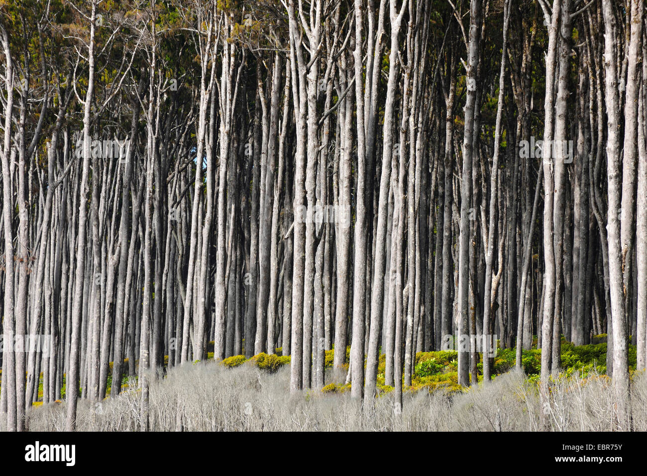 Haast Highway High Resolution Stock Photography and Images - Alamy