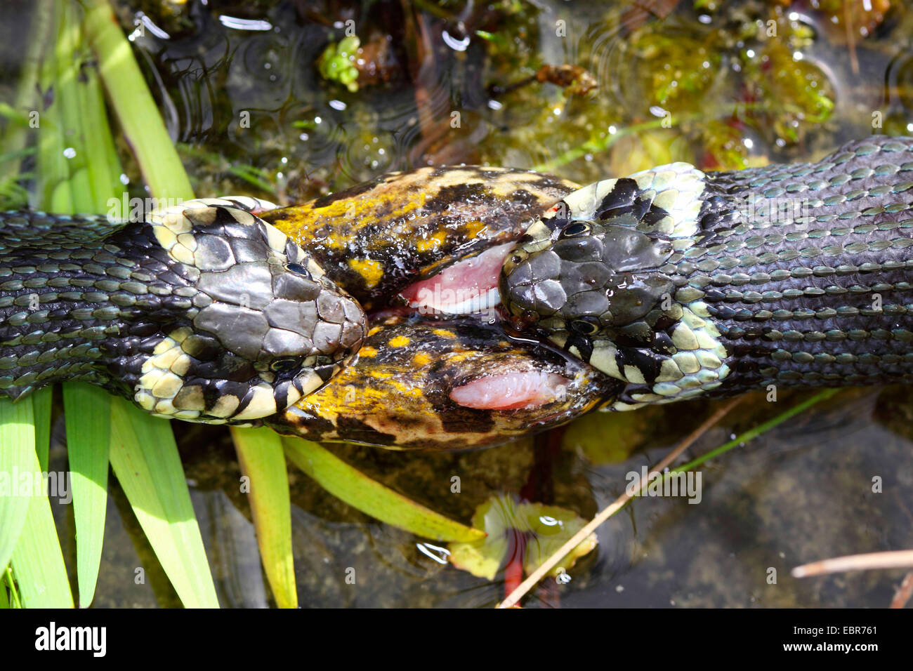 grass snake (Natrix natrix), series picture 15, two snakes fighting for ...