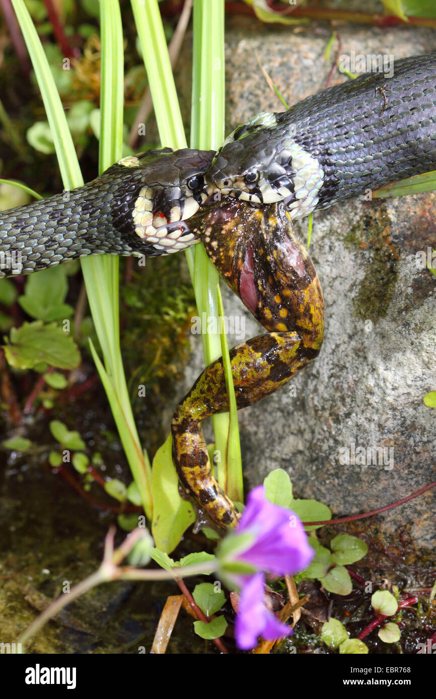 grass snake (Natrix natrix), series picture 11, two snakes fighting for ...