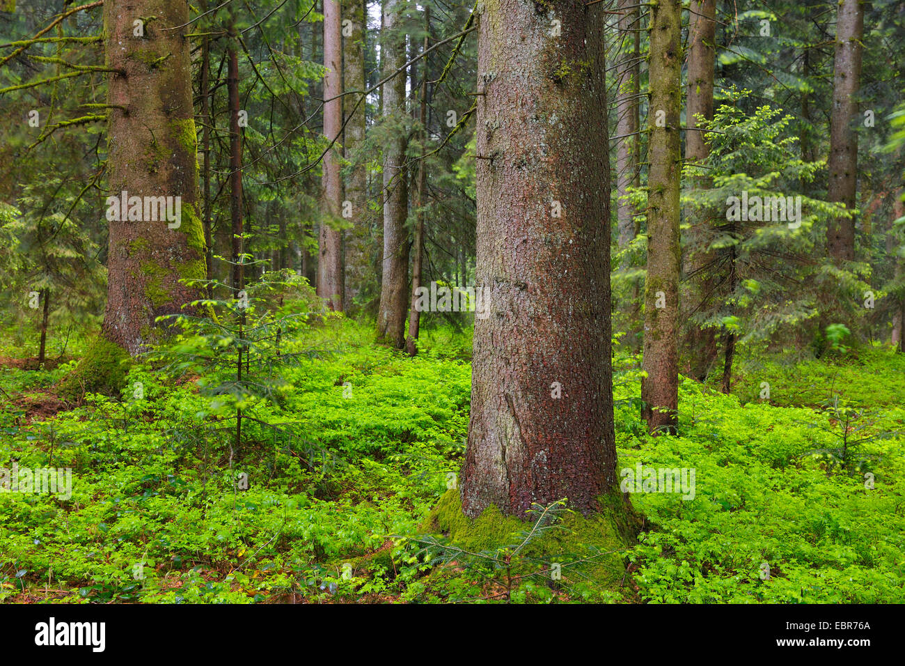 Rain forest rain forests hi-res stock photography and images - Alamy