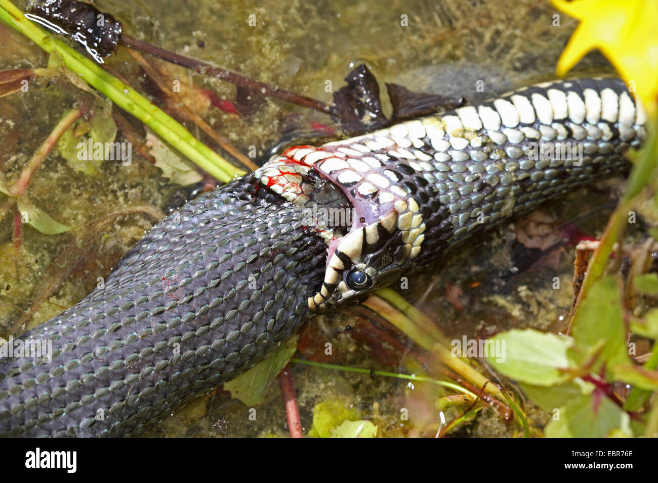 grass snake (Natrix natrix), series picture 20, two snakes fighting for ...