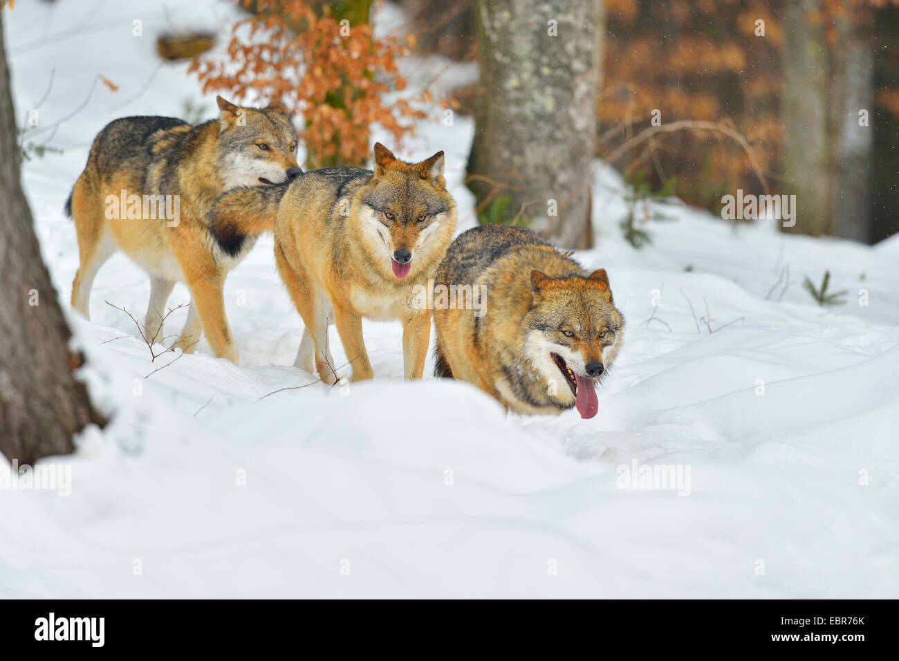Wolves Snow High Resolution Stock Photography and Images - Alamy