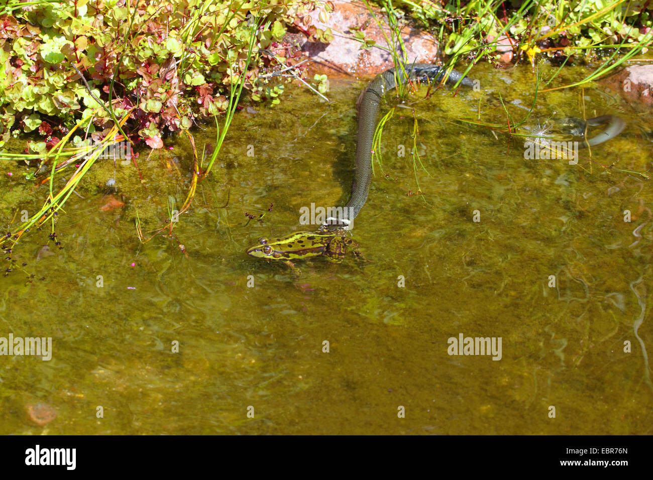 grass snake (Natrix natrix), has caught a frog European edible frog ...