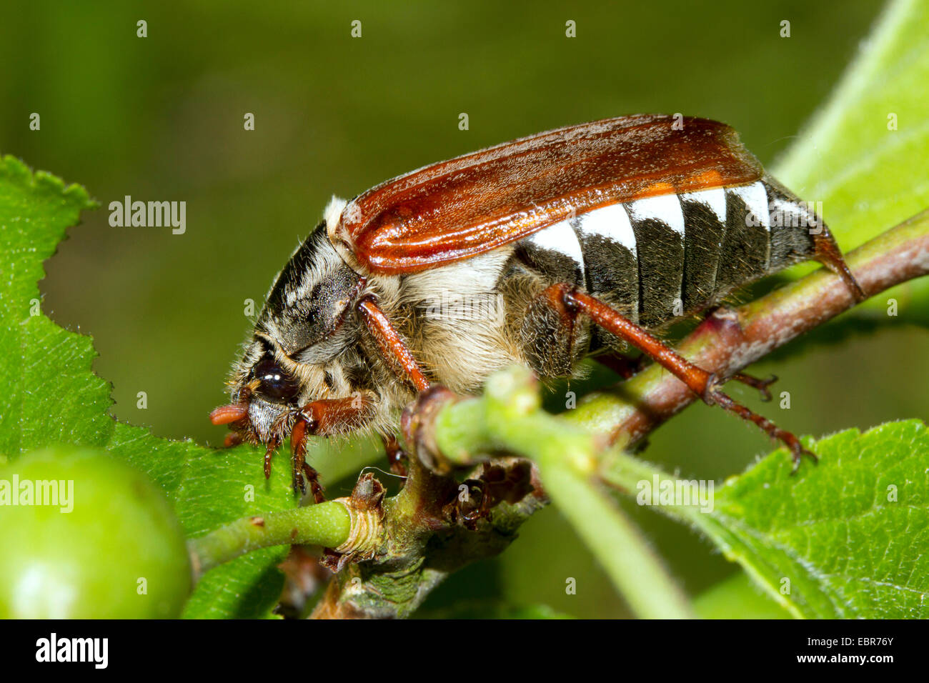 common cockchafer, maybug (Melolontha melolontha), feeding a leaf of a ...