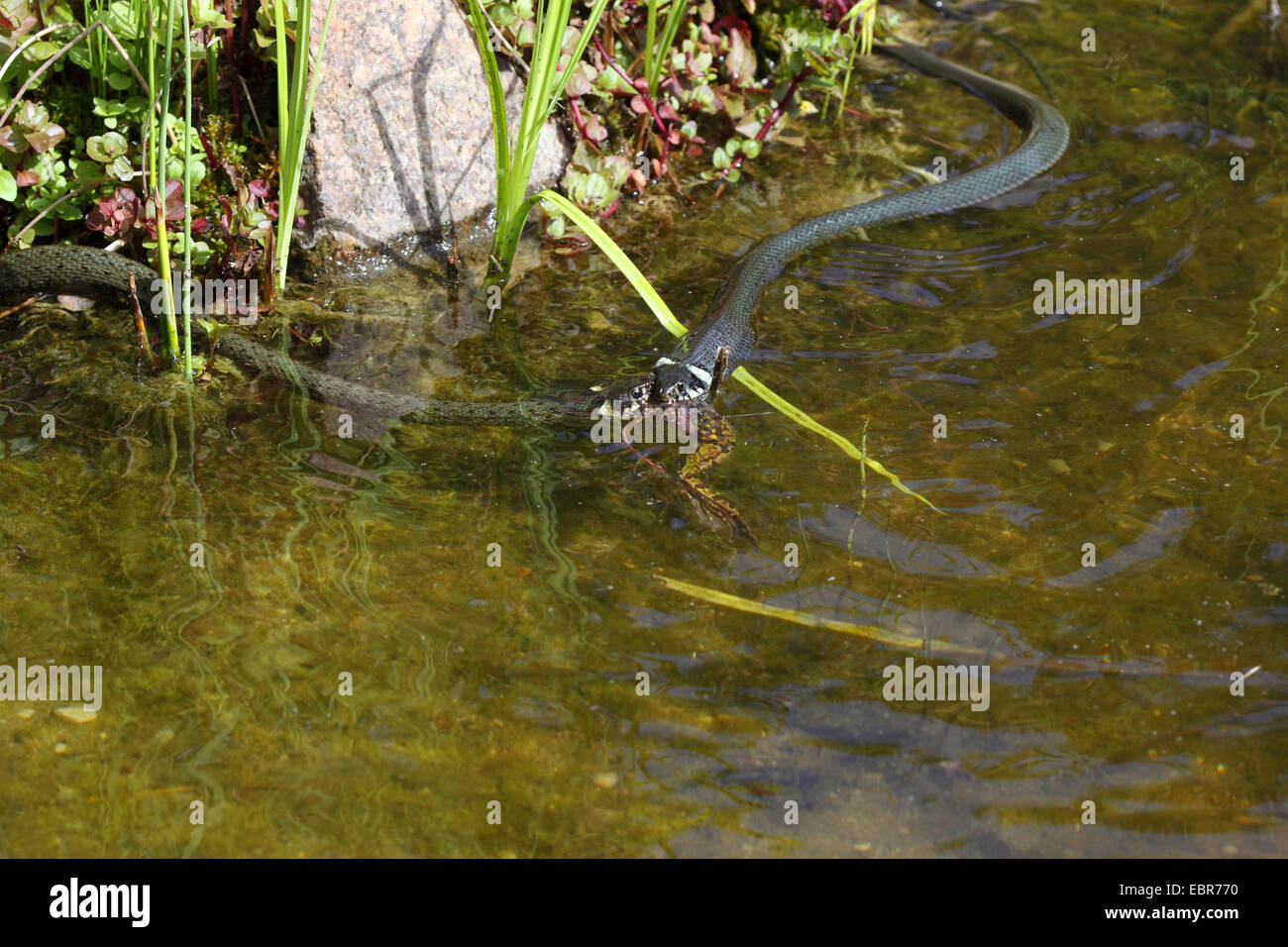 grass snake (Natrix natrix), series picture 6, two snakes fighting for ...