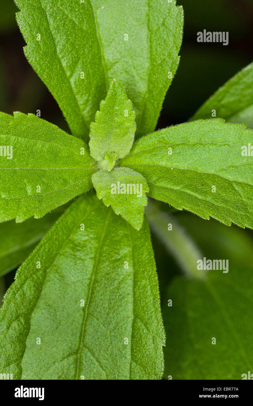 Stevia plant hi-res stock photography and images - Alamy