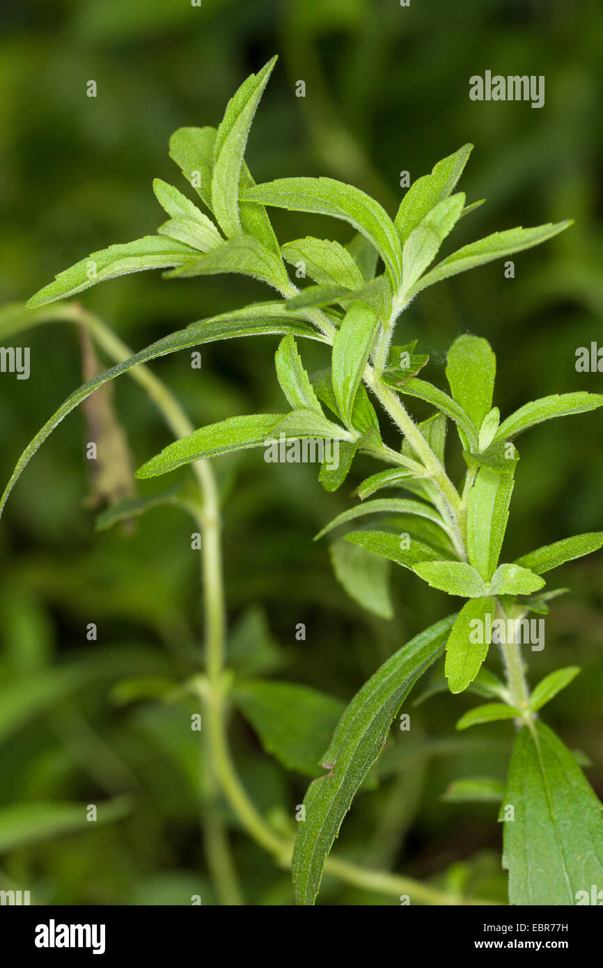 Stevia plants hi-res stock photography and images - Alamy