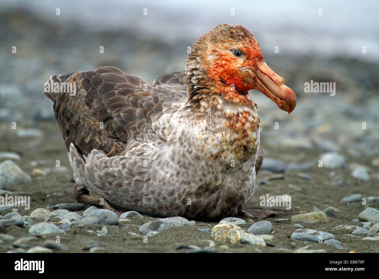 Giant petrel antarctica hi-res stock photography and images - Alamy