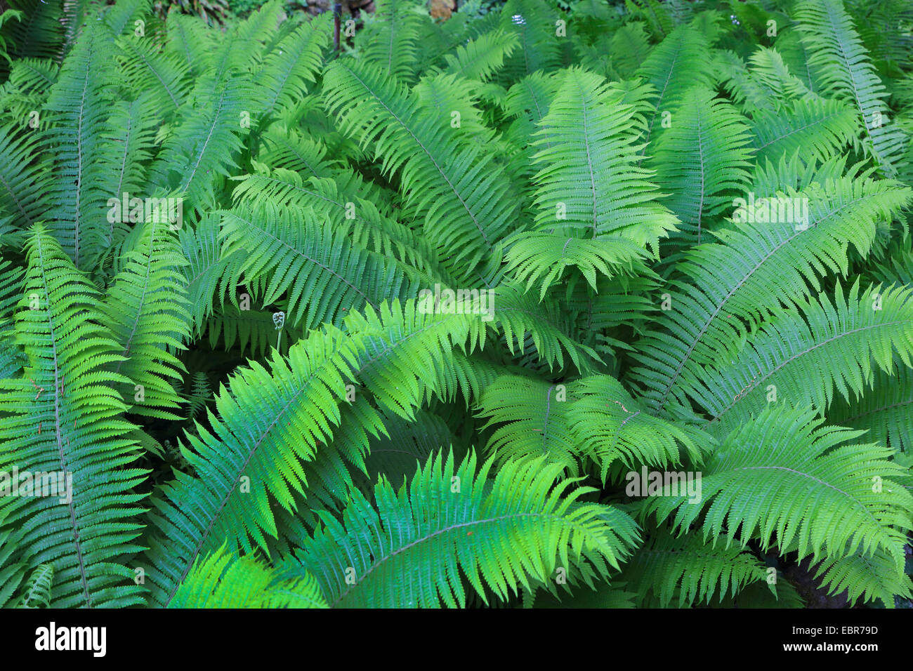 European Ostrich Fern, Ostrich Fern (Matteuccia struthiopteris), group ...