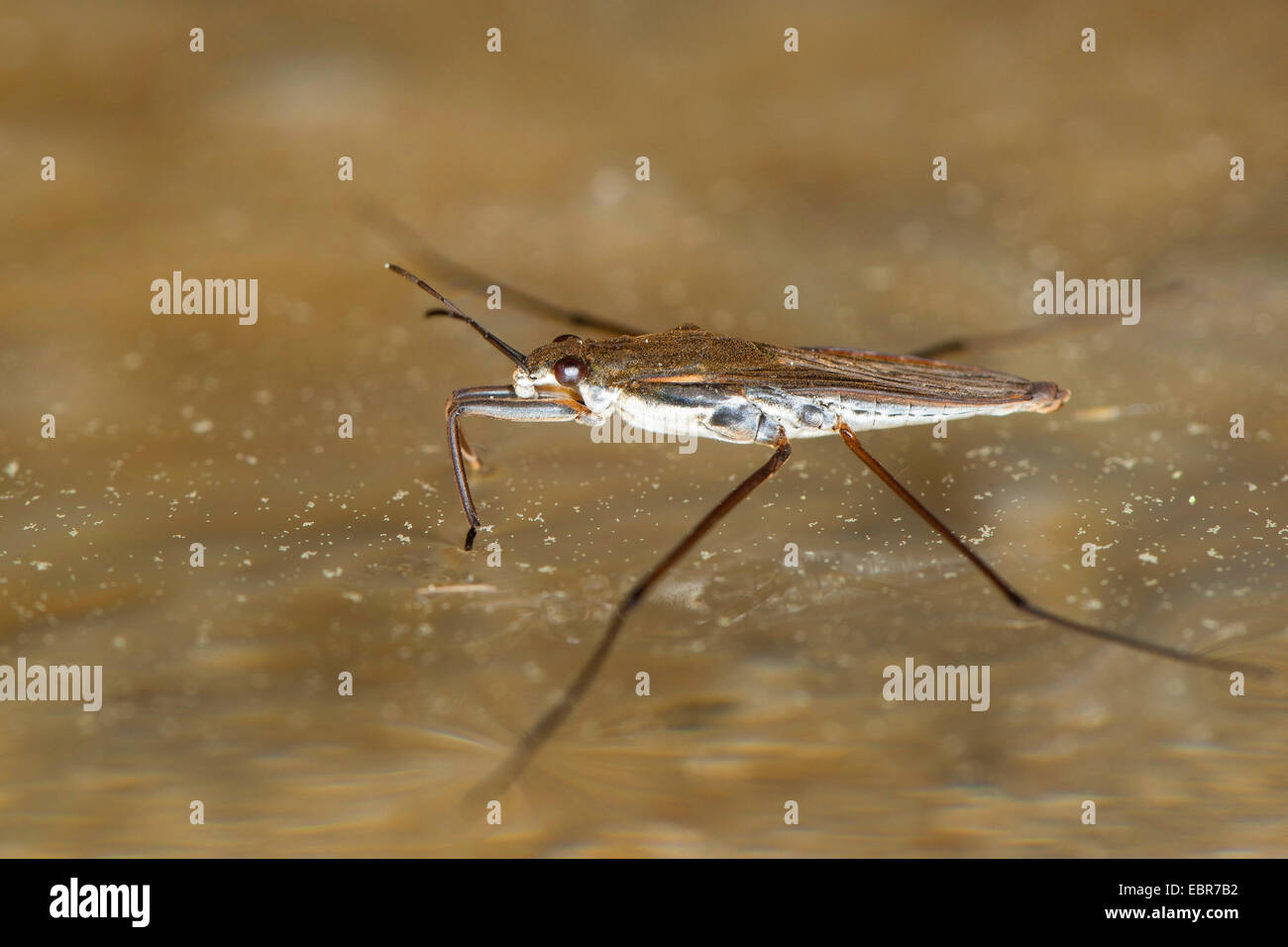 pond skater, water strider, pond skipper (Gerris lacustris), on water ...