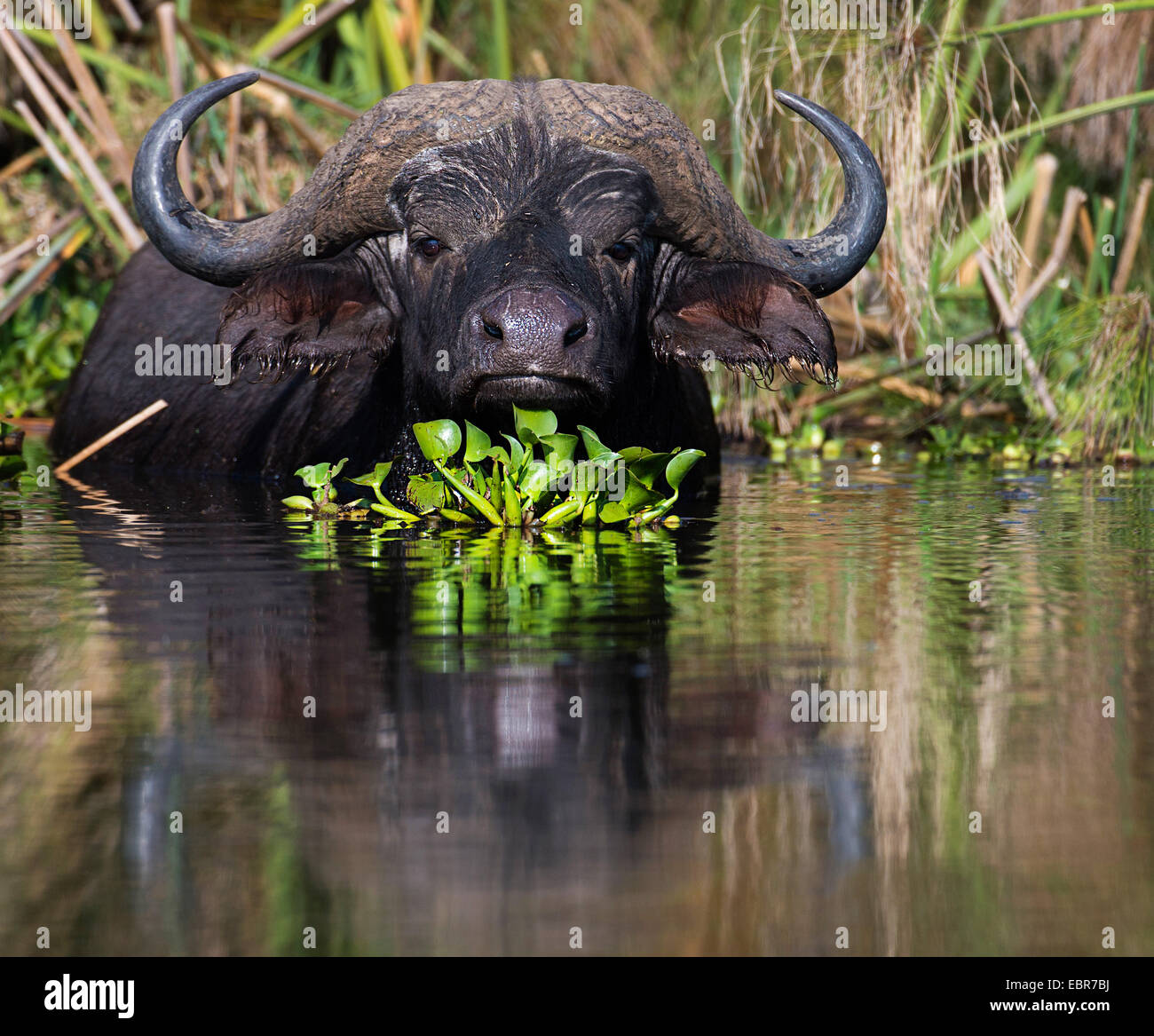Water buffalo eye hi-res stock photography and images - Alamy