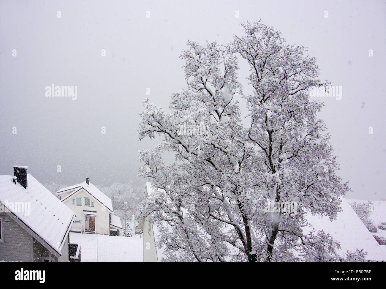 common birch, silver birch, European white birch, white birch (Betula ...