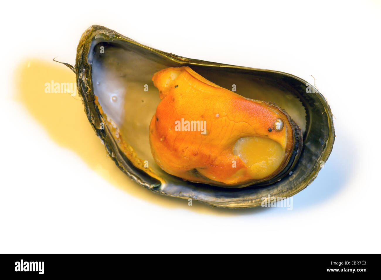 Norwegian pearl Cut Out Stock Images & Pictures - Alamy