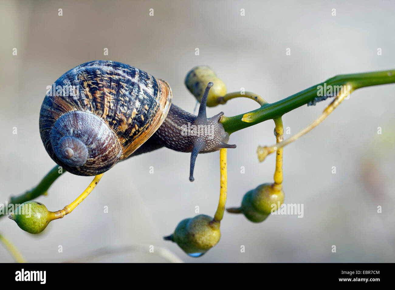Brown garden snail brown gardensnail hi-res stock photography and ...