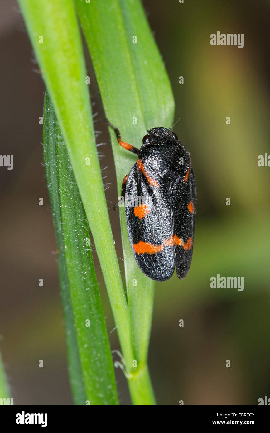 froghopper (Cercopis intermedia), on a leaf, Germany Stock Photo - Alamy
