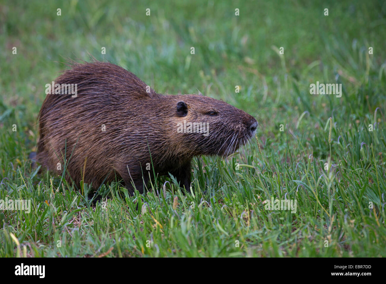 coypu, nutria (Myocastor coypus), in a meadow, Germany Stock Photo - Alamy