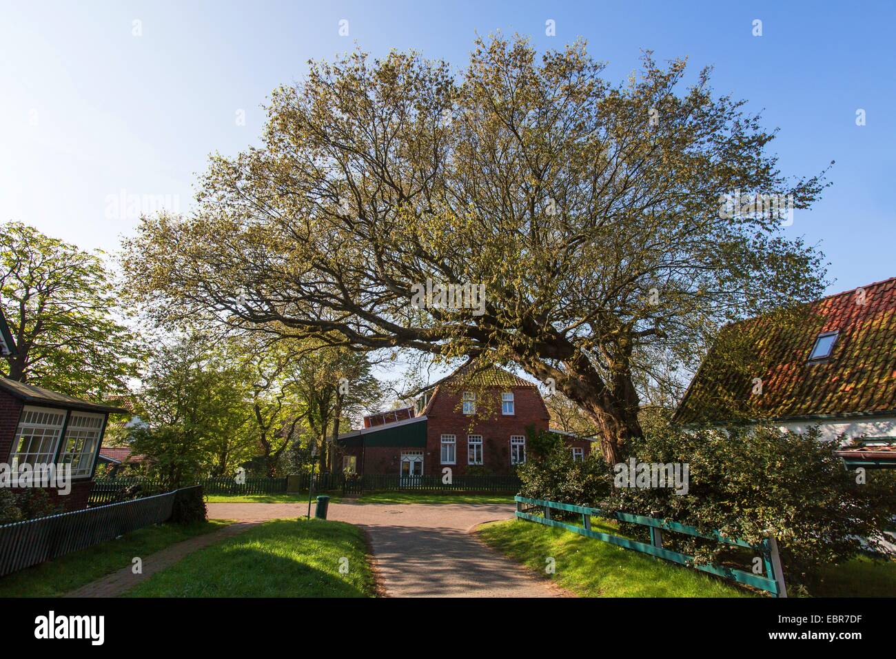 smooth-leaf elm (Ulmus minor, Ulmus campestris, Ulmus carpinifolia ...