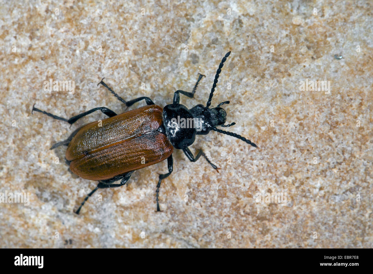 Comb-clawed beetle, Comb clawed beetle (Omophlus lepturoides ...