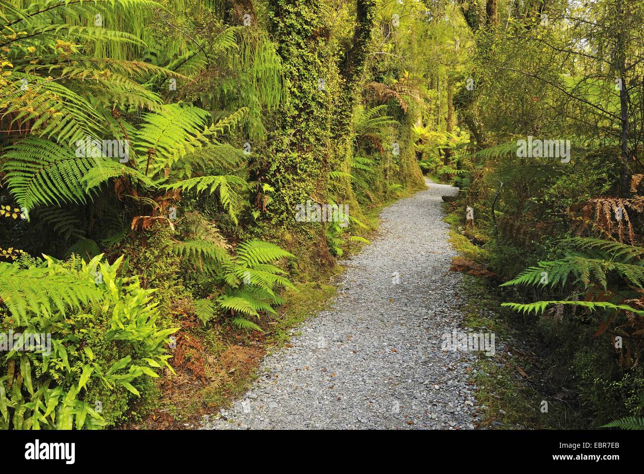 Temperate rain forest hi-res stock photography and images - Alamy
