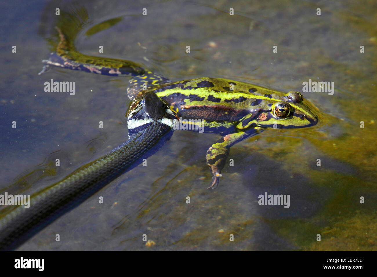 grass snake (Natrix natrix), has caught a frog European edible frog ...
